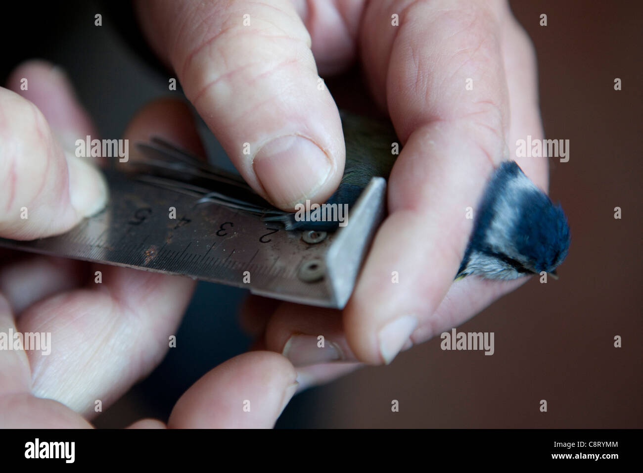 Spurn Head , East Yorkshire - Paul Collins , bird ringer at the Spurn ...