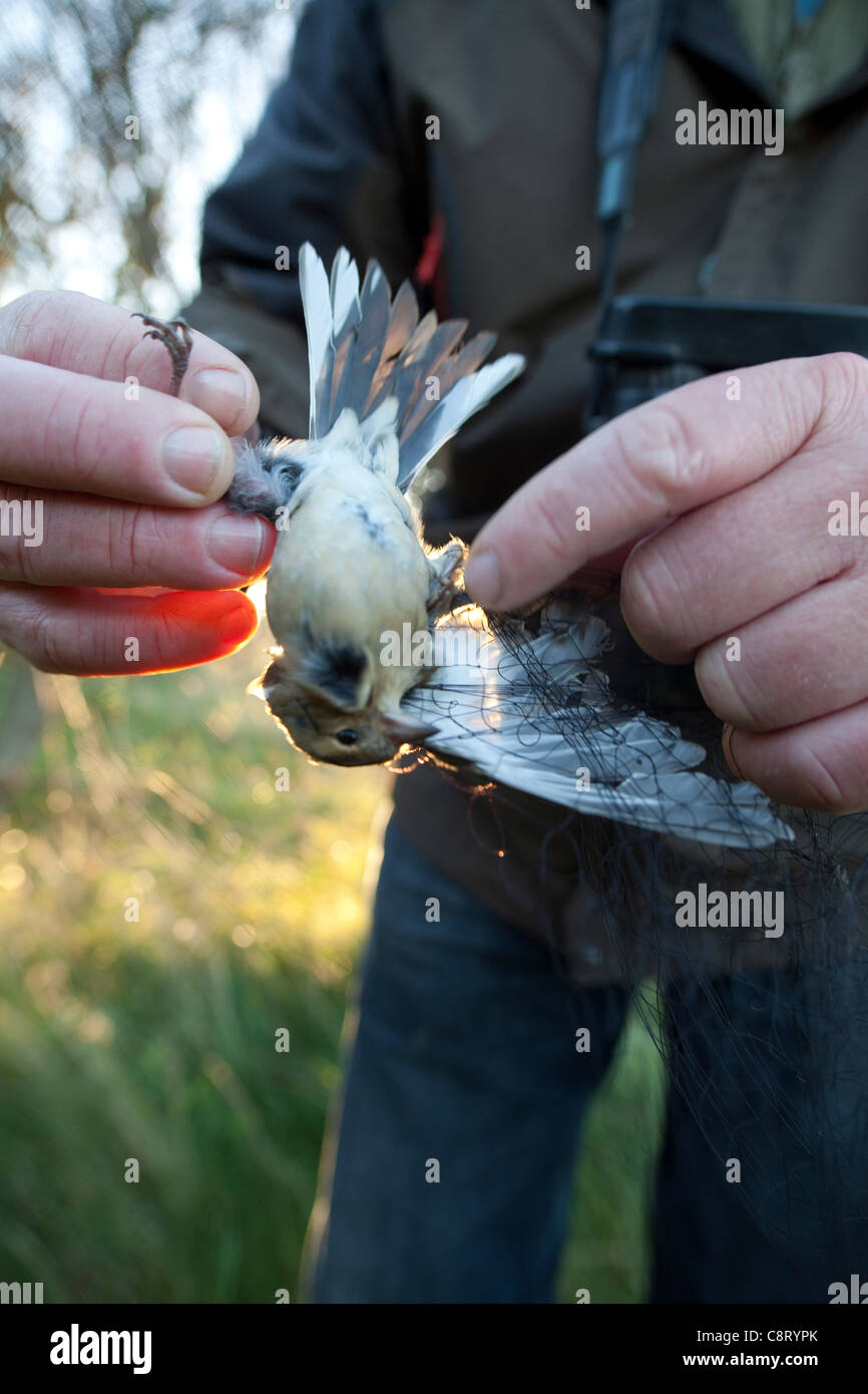Spurn Head , East Yorkshire - Paul Collins , bird ringer at the Spurn ...