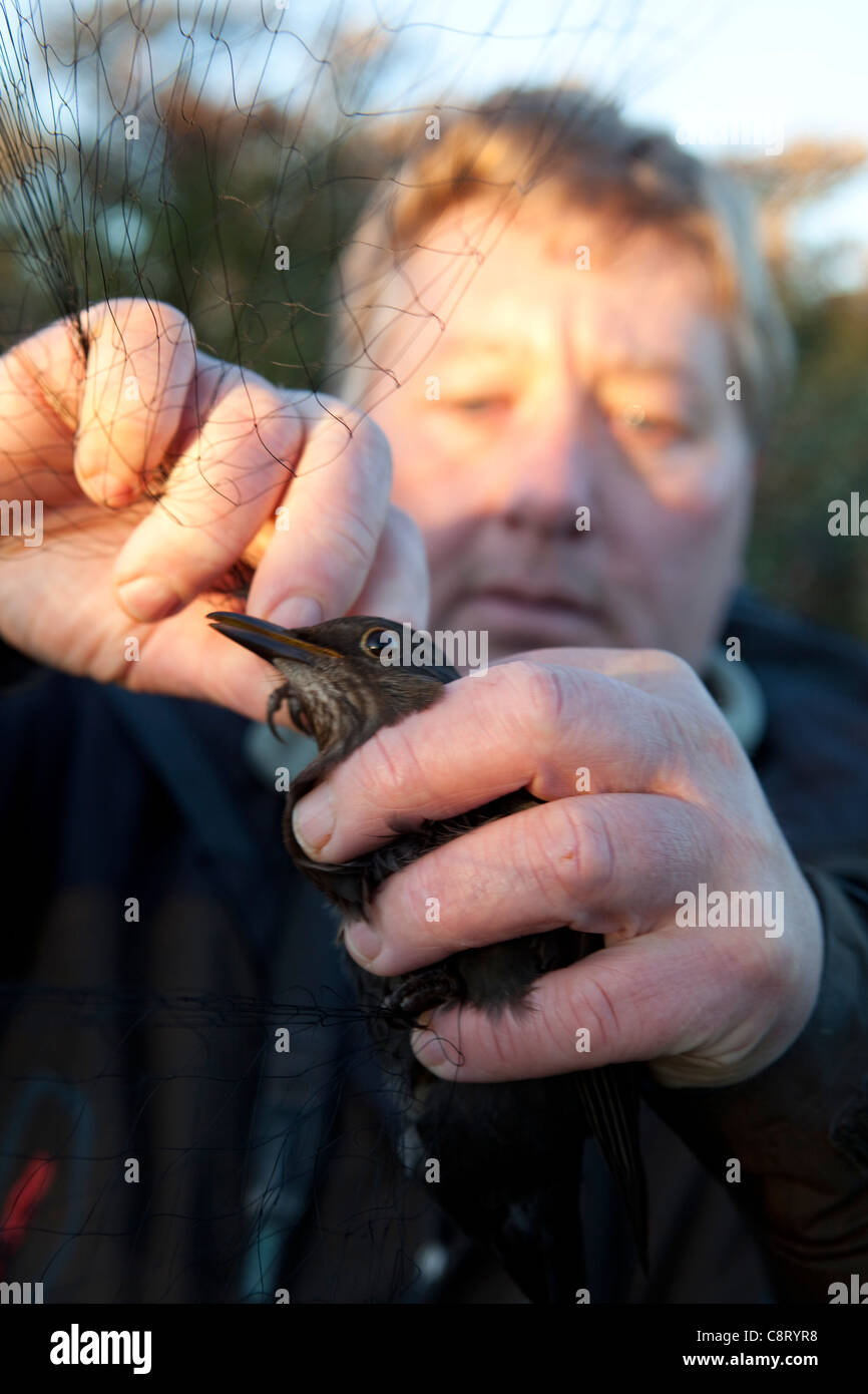 Spurn Head , East Yorkshire - Paul Collins , bird ringer at the Spurn ...