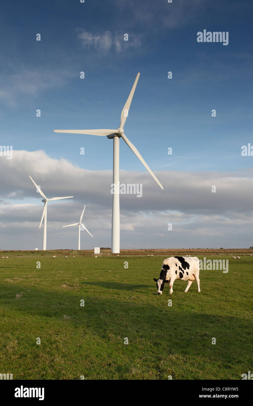 A cow grazes beneath the giant wind turbines on Knabs Ridge Wind Farm ...