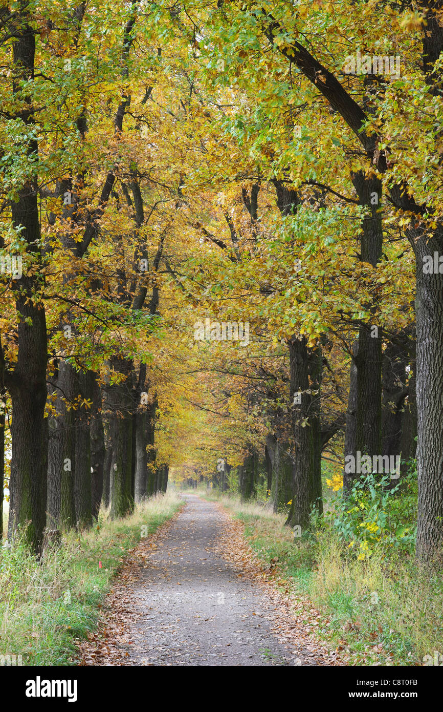 Oak lane hi-res stock photography and images - Alamy