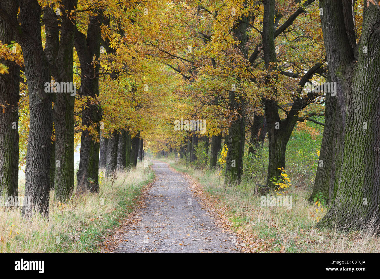 Old oak lane hi-res stock photography and images - Alamy