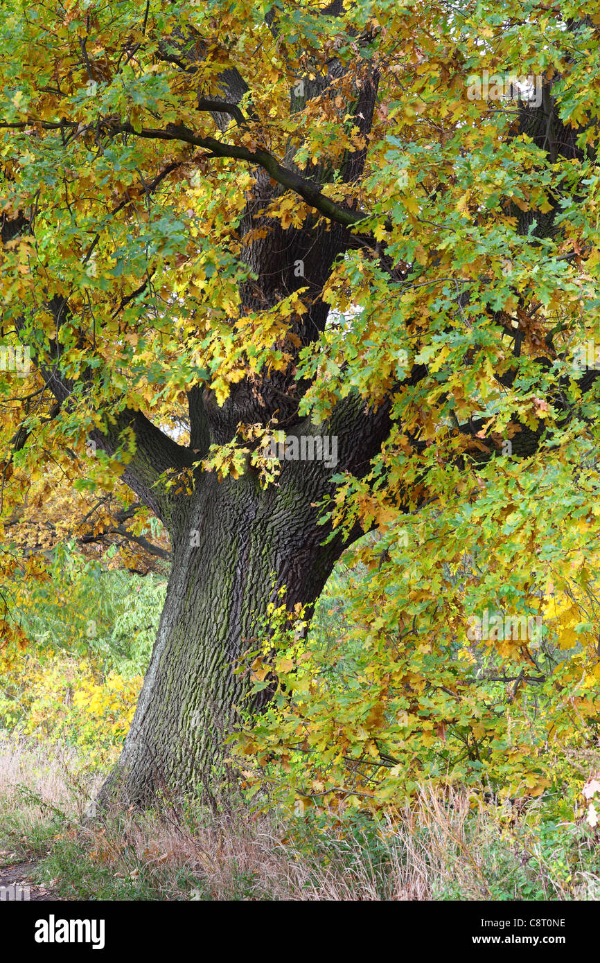 Old oak tree in autumn Quercus robur Stock Photo - Alamy