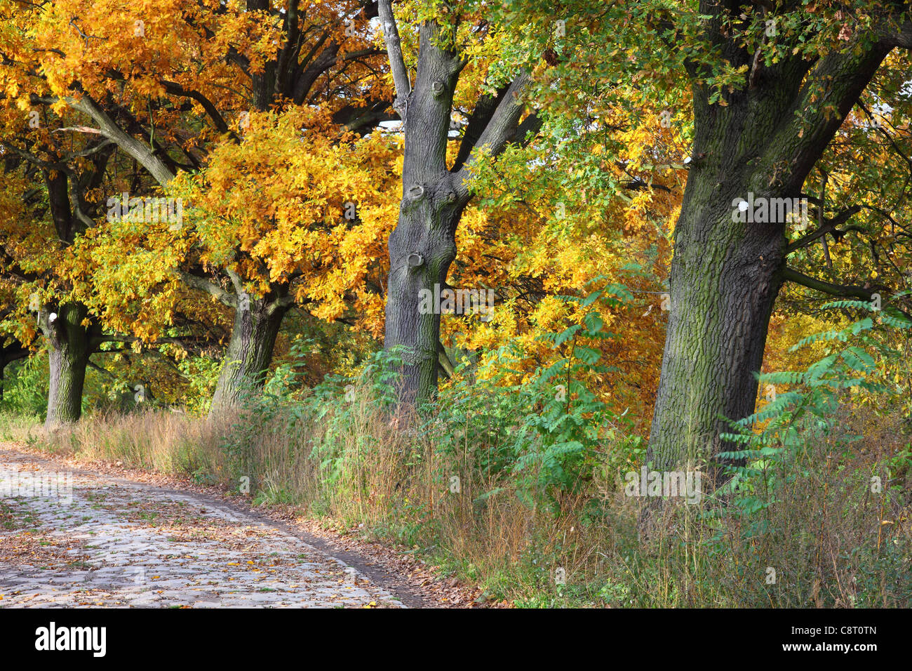 Old oak trees in autumn quercus robur hi-res stock photography and ...