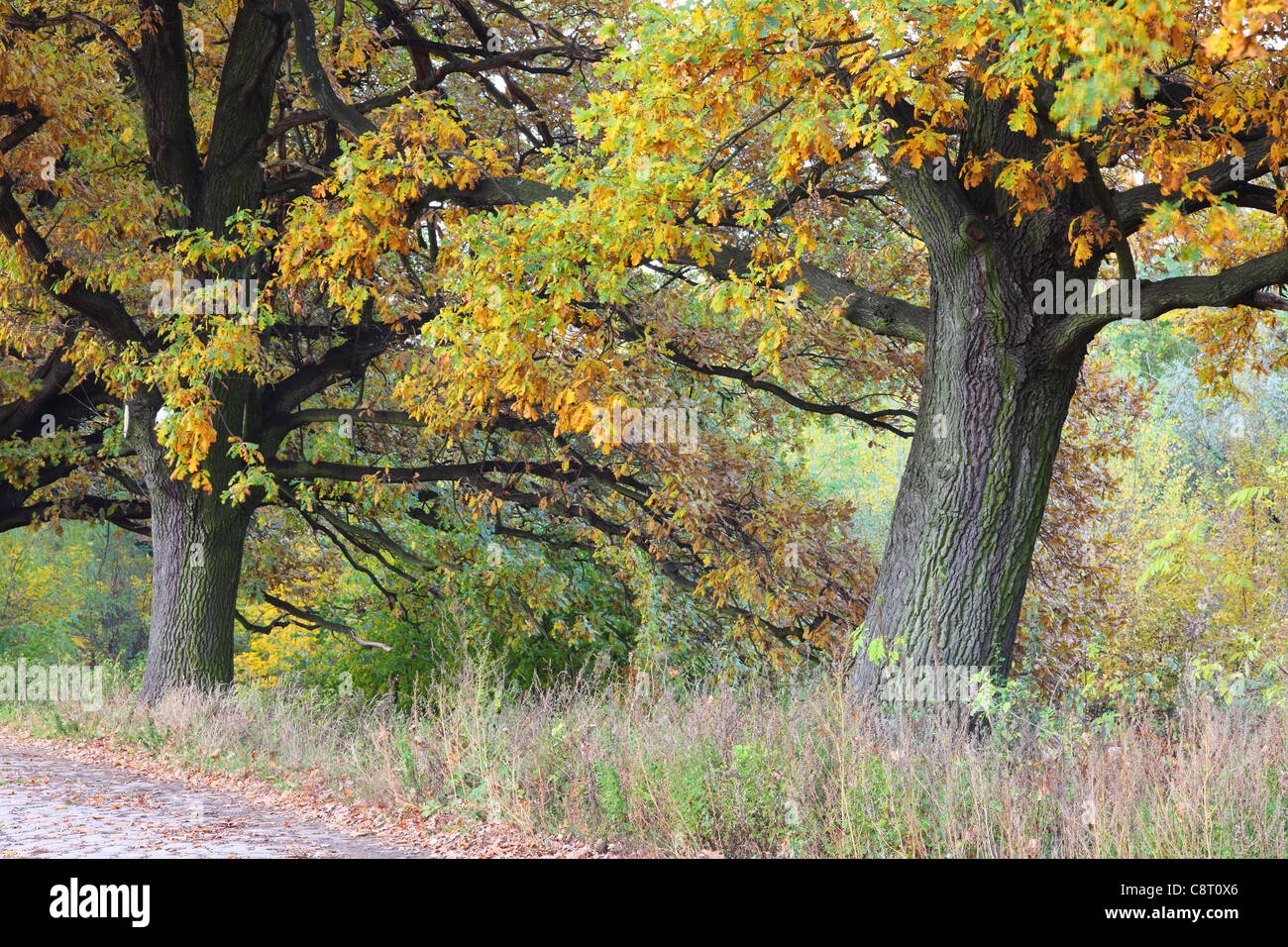 Old oak trees in autumn Quercus robur Stock Photo - Alamy