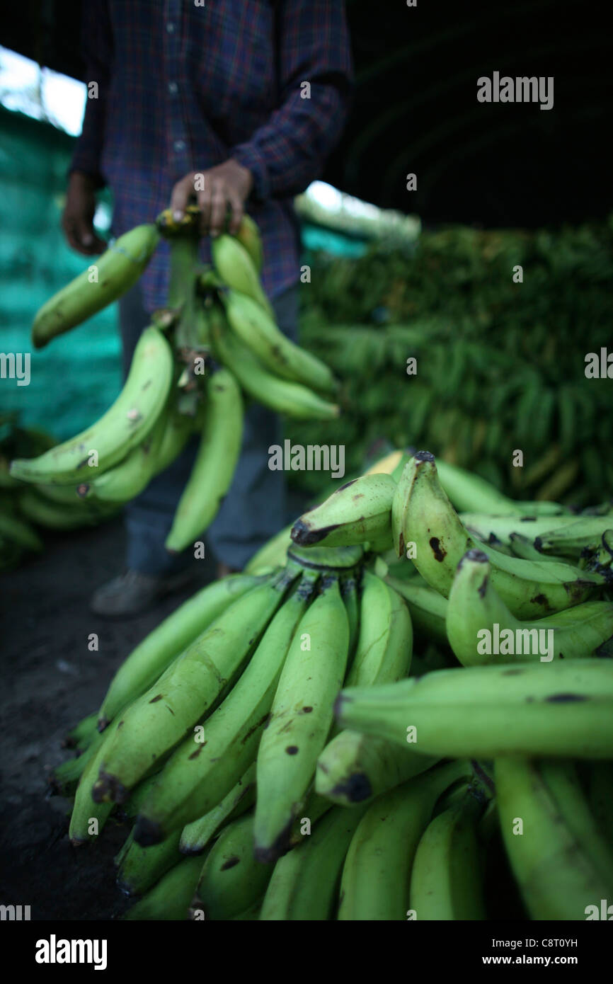 Bananas are an important export products, Colombia Stock Photo - Alamy