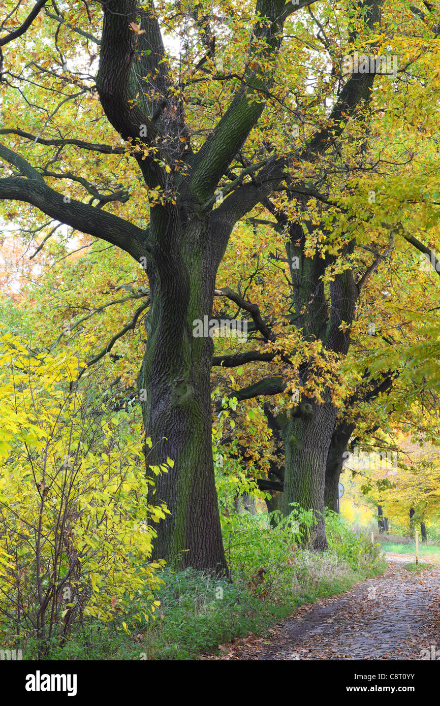 Old oak trees in autumn quercus robur hi-res stock photography and ...