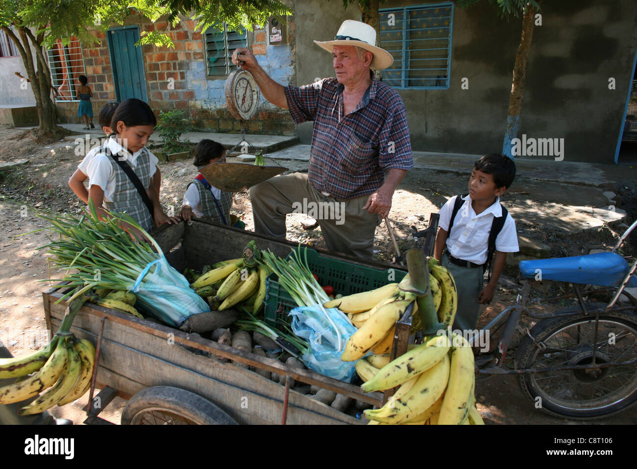 Bananas are an important export products, Colombia Stock Photo - Alamy