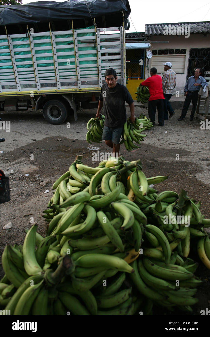 Bananas are an important export products, Colombia Stock Photo - Alamy