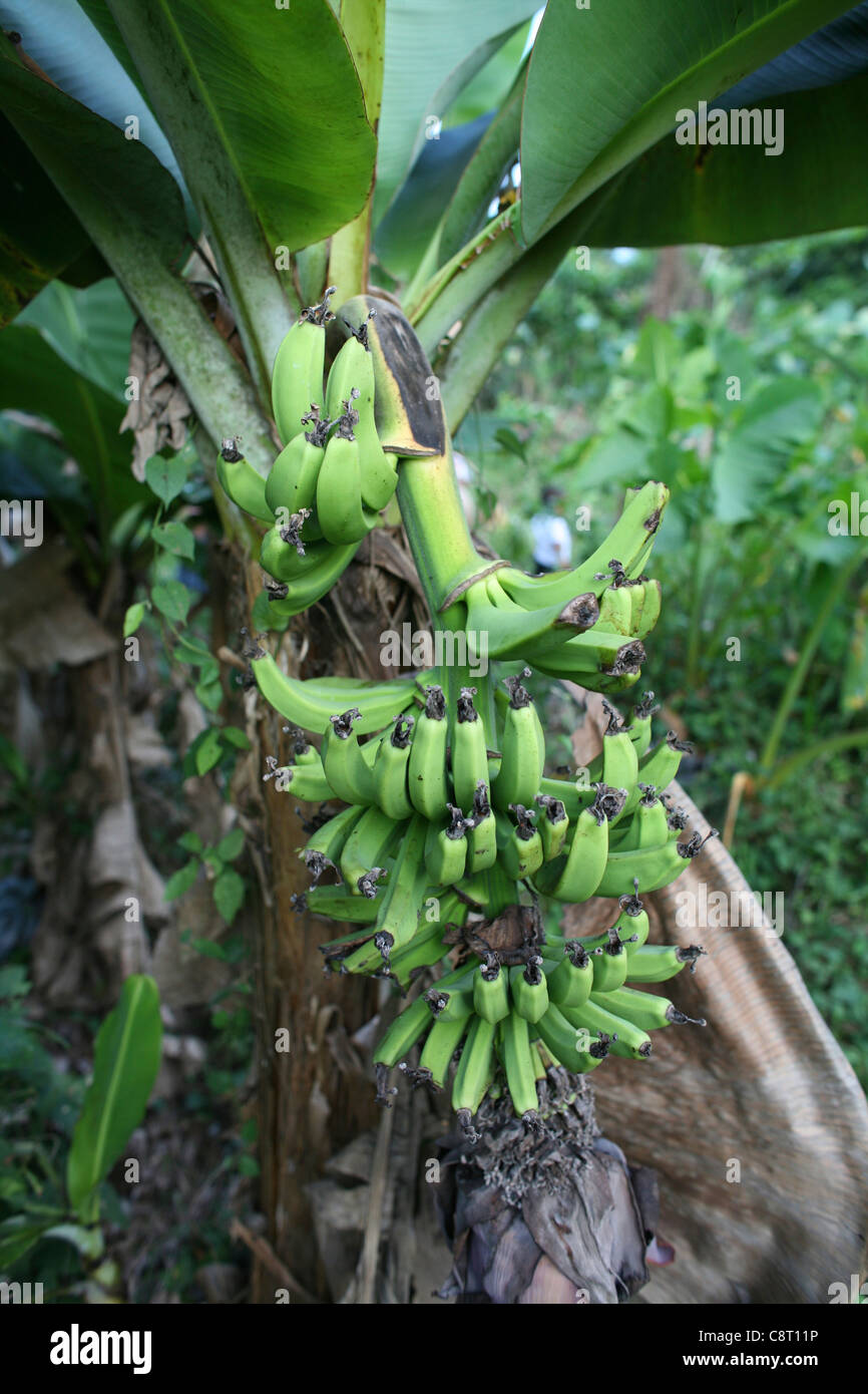 Bananas are an important export products, Colombia Stock Photo - Alamy