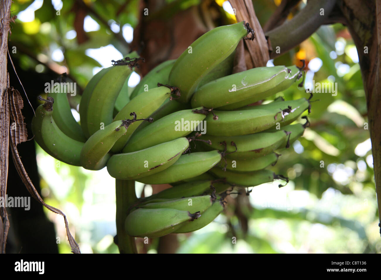 Bananas are an important export products, Colombia Stock Photo - Alamy
