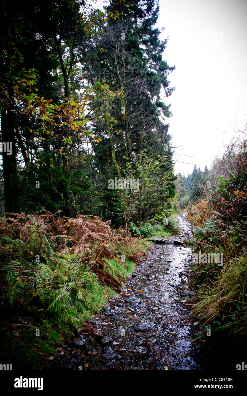 Grizedale forest park lakes hi-res stock photography and images - Alamy