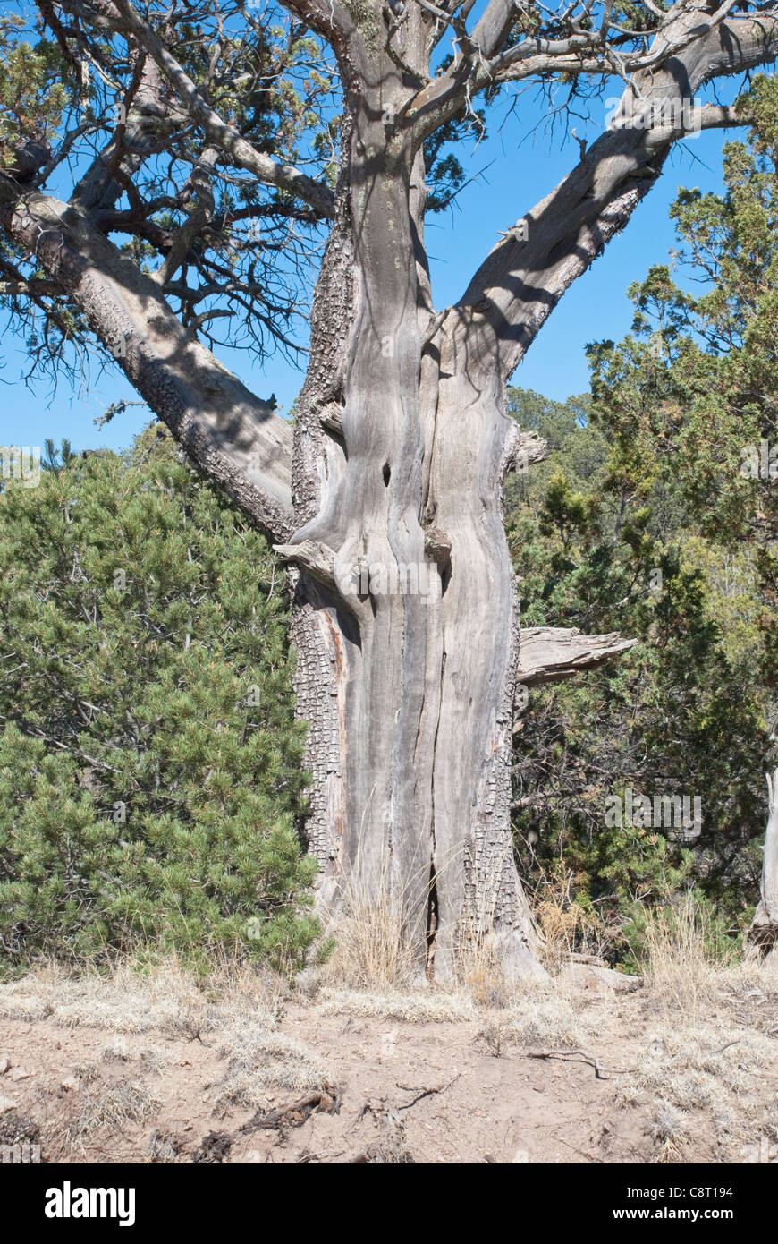 Dead trees in the National Forests are fuel for forest fires Stock ...