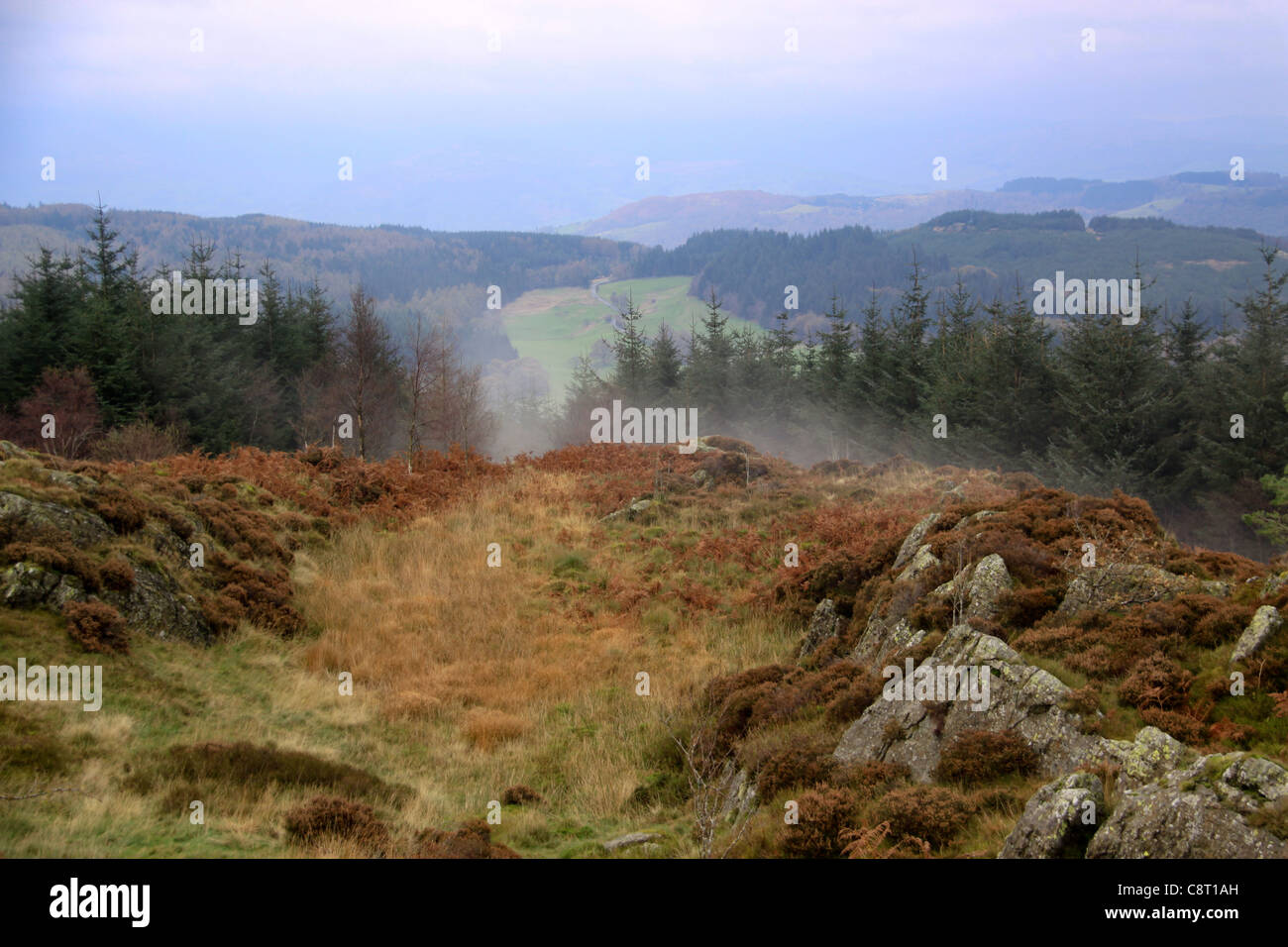Grizedale forest lake district hi-res stock photography and images - Alamy
