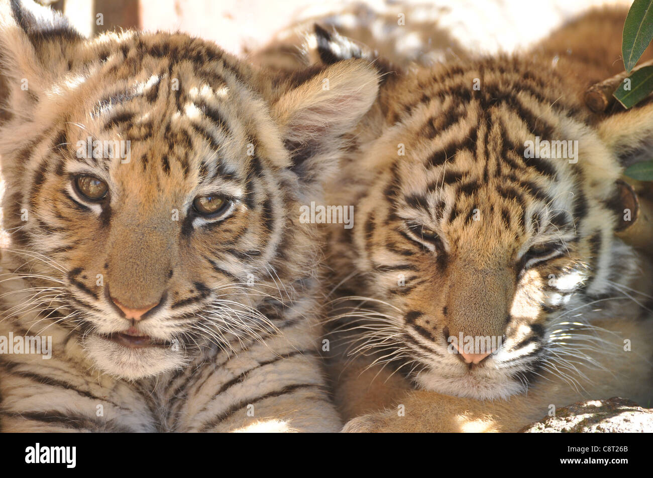 White tiger cubs hi-res stock photography and images - Alamy