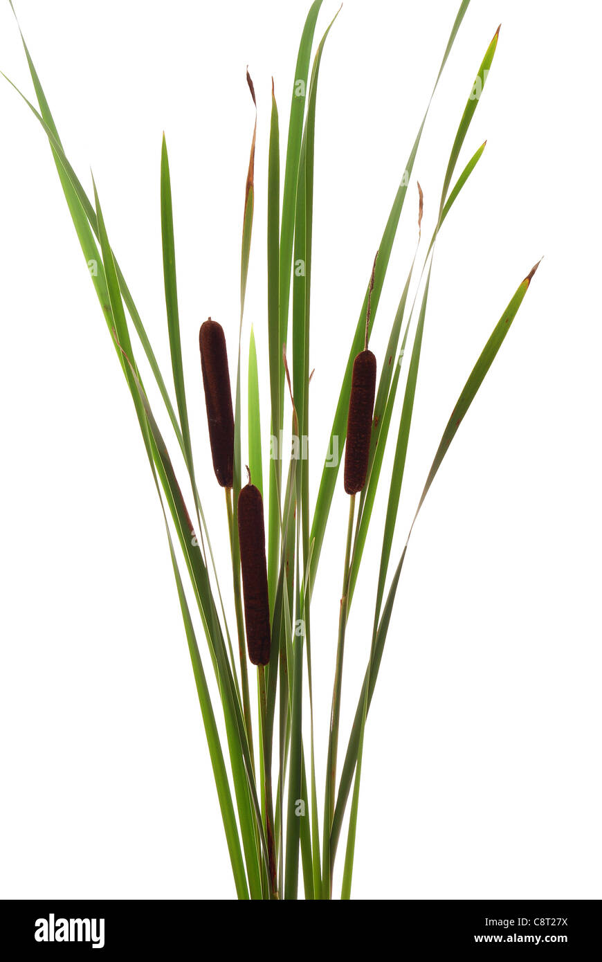 Cattails hi-res stock photography and images - Alamy