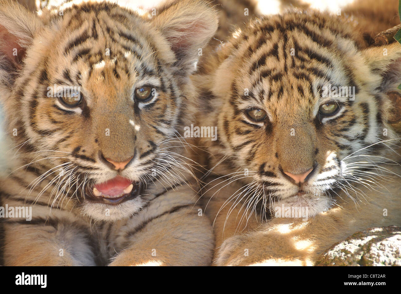 Juvenile tiger hi-res stock photography and images - Alamy