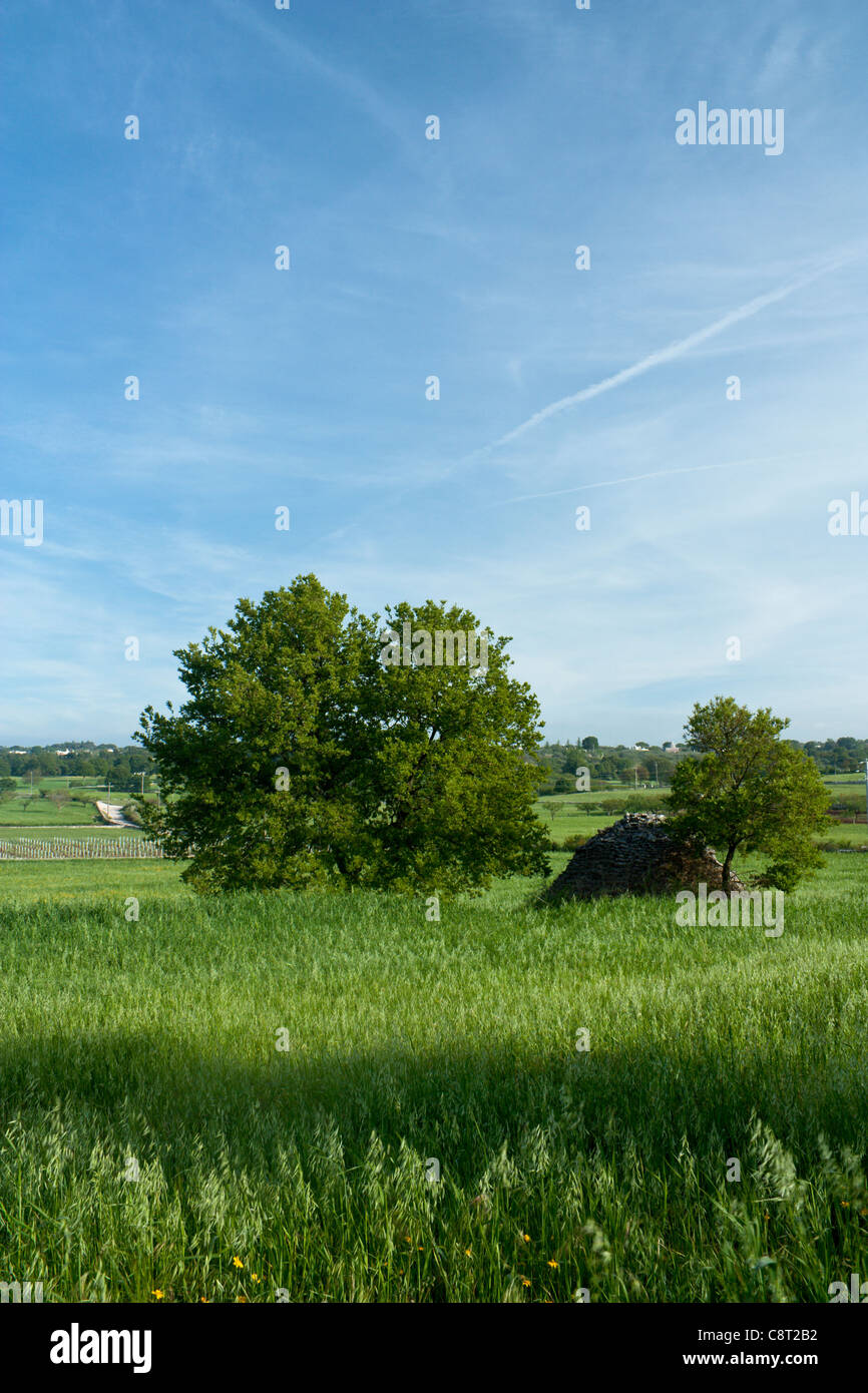 Grass Field with Trees Stock Photo - Alamy