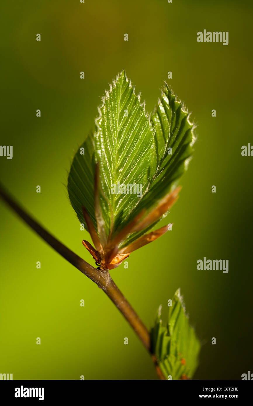 new, fresh twig (carpinus betulus) as background Stock Photo - Alamy