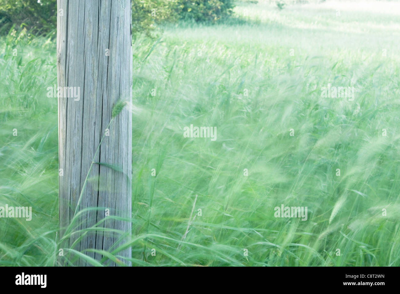 Pole grass hi-res stock photography and images - Alamy