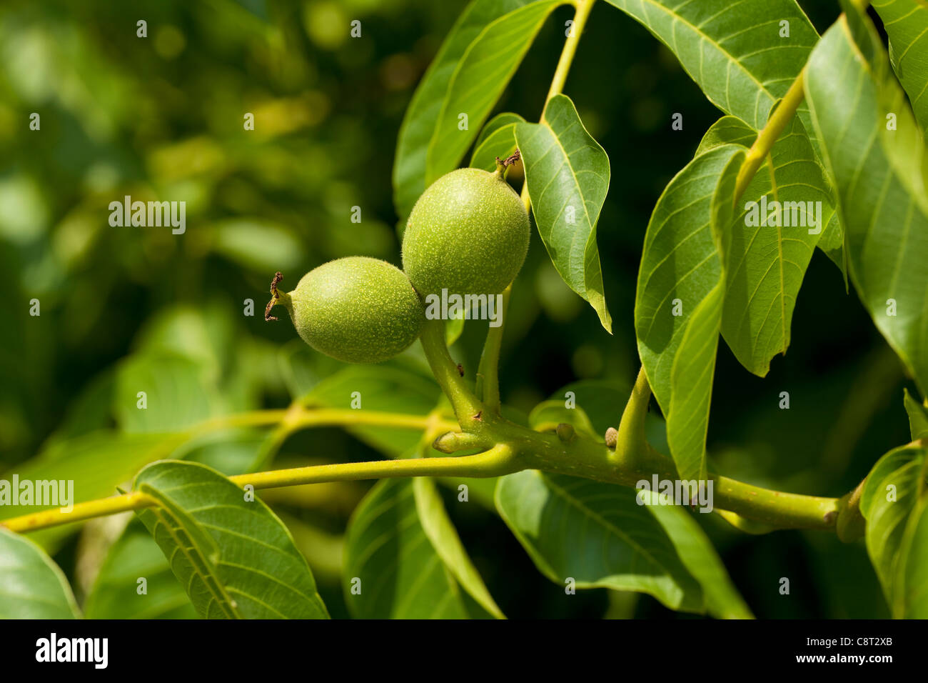 Walnut branch with young fruit Stock Photo - Alamy