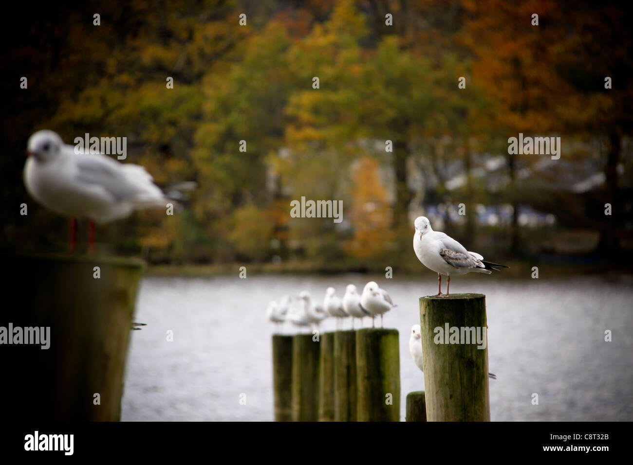 Pier and Seagulls - Derwentwater - Keswick - The Lake District Stock ...