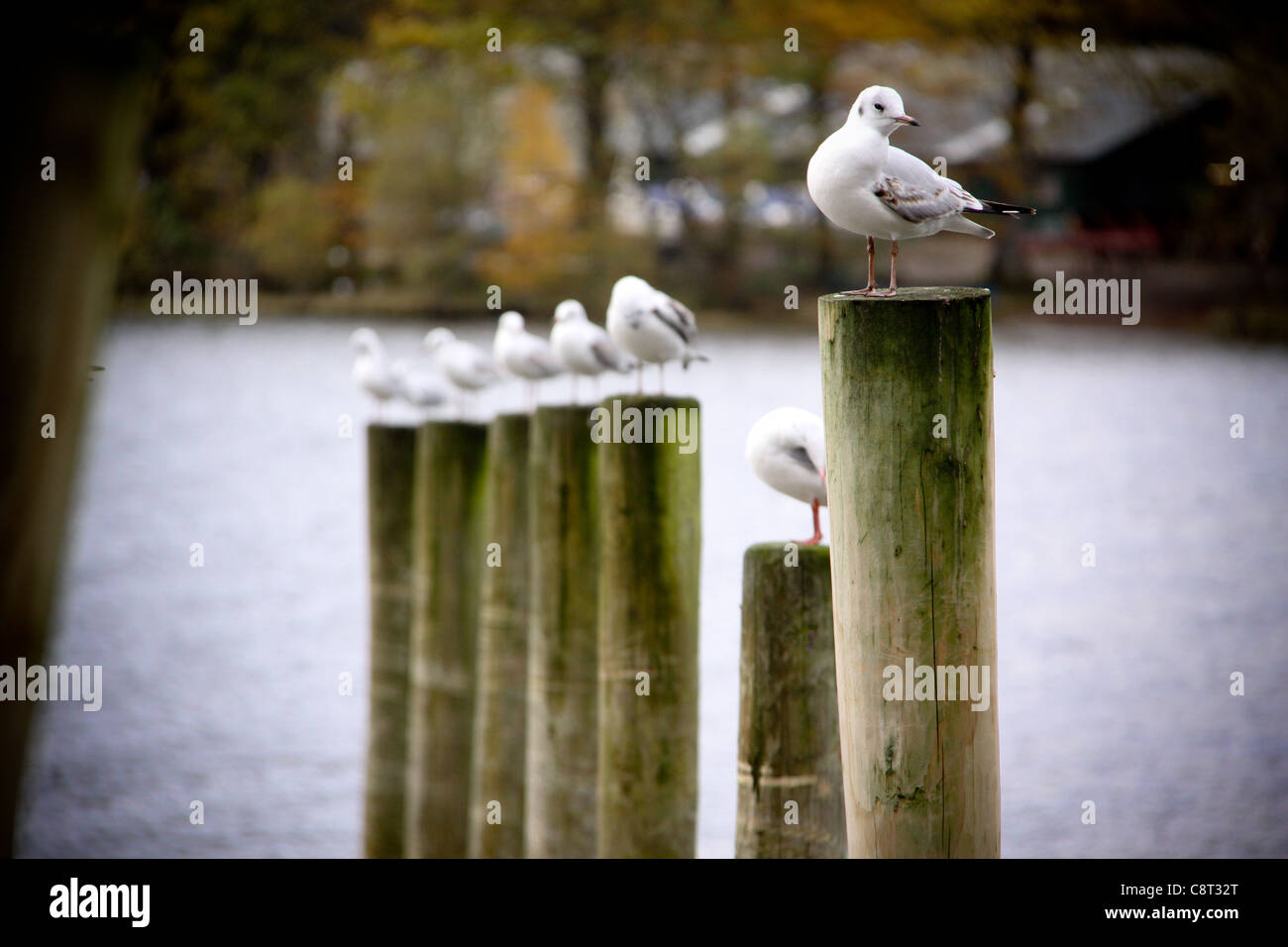 Pier and Seagulls - Derwentwater - Keswick - The Lake District Stock ...