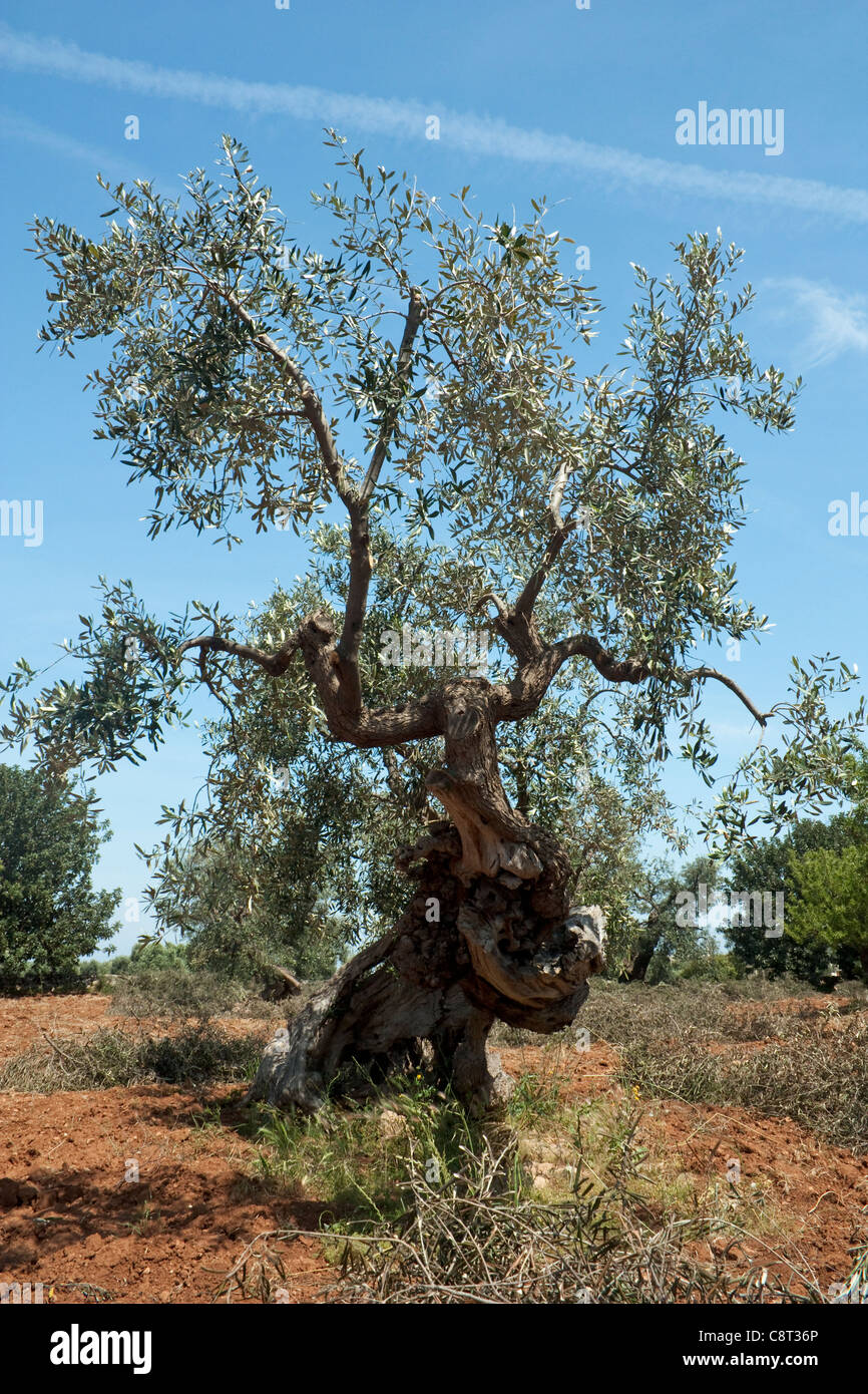 Olive country hi-res stock photography and images - Alamy