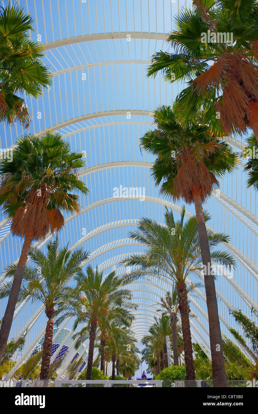Umbracle palms hi-res stock photography and images - Alamy