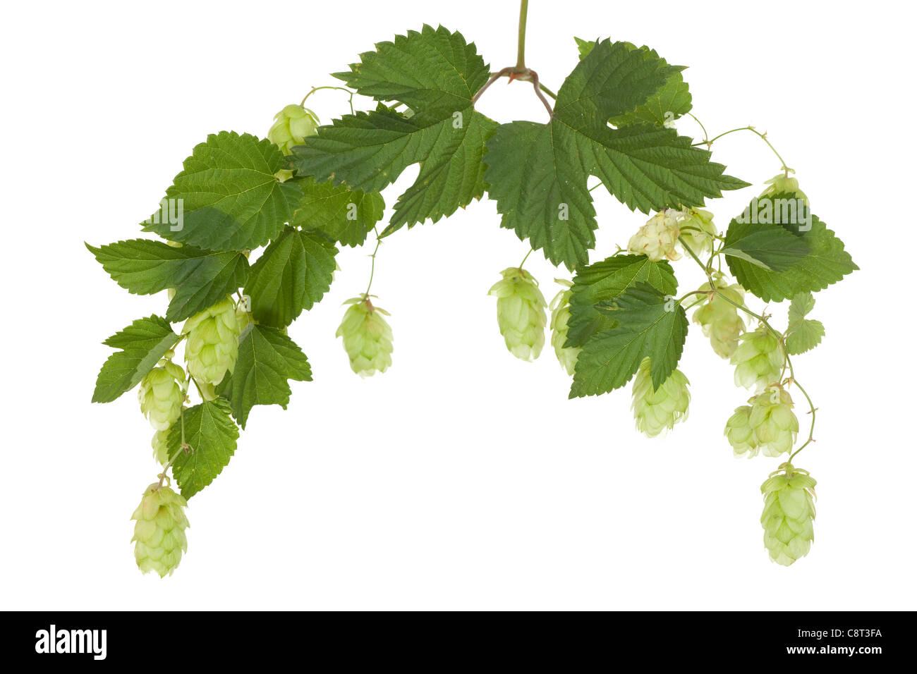 Hop stem hi-res stock photography and images - Alamy