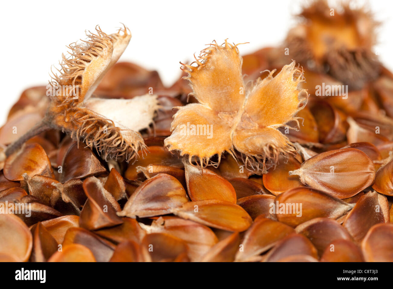 spilled seed with beech fruit on white background Stock Photo - Alamy