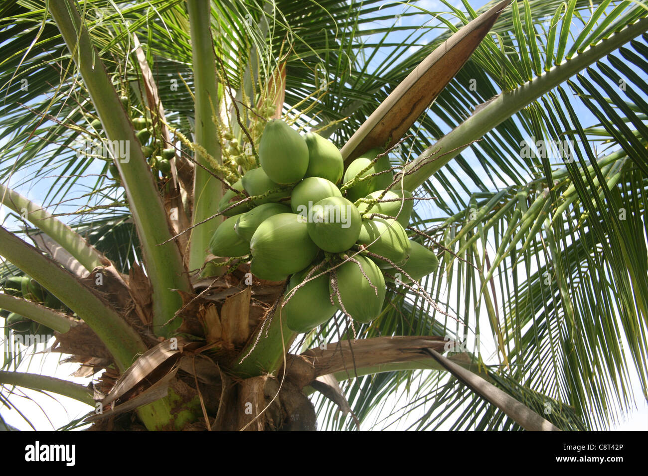 coconut trees on San Andres, Colombia Stock Photo - Alamy