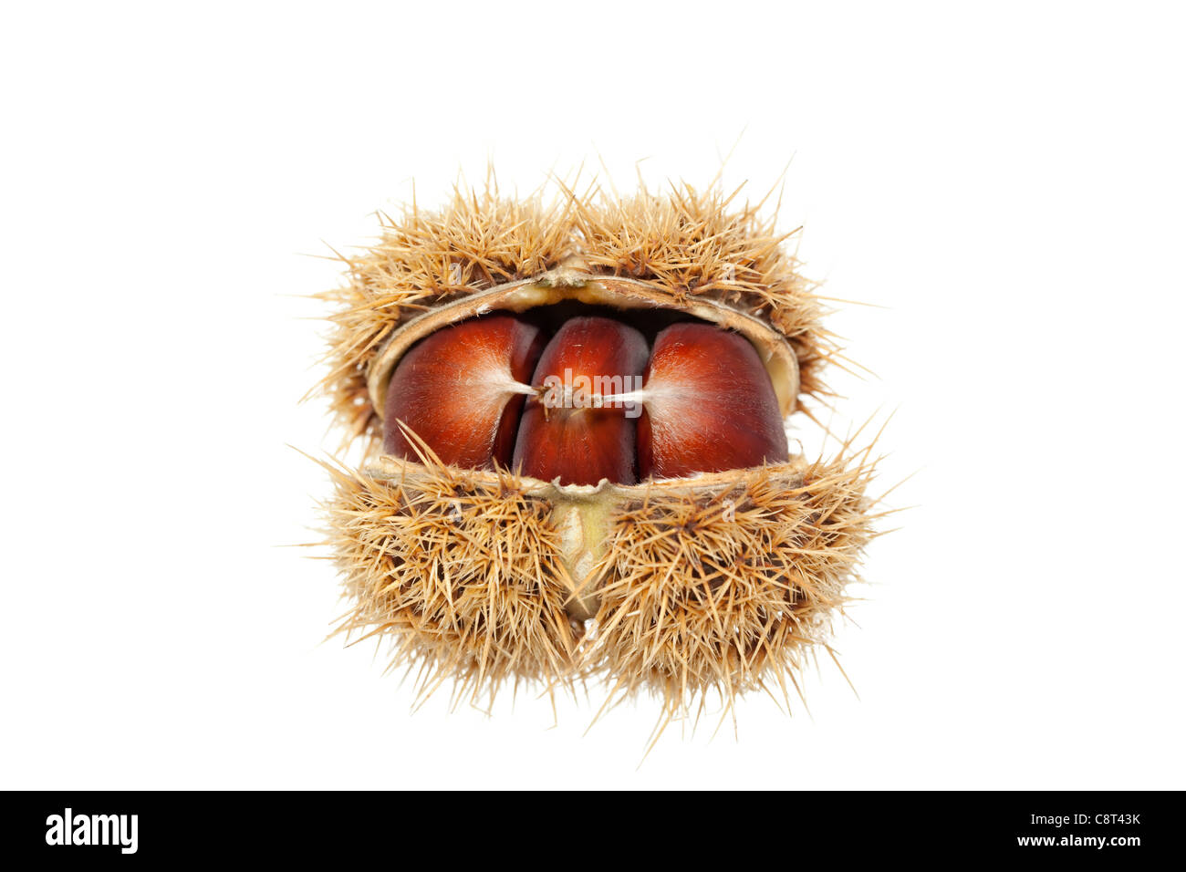 sweet chestnuts inside opening on white background Stock Photo - Alamy