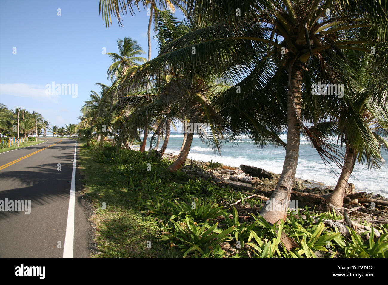 Coconut trees harvest coconuts hi-res stock photography and images - Alamy