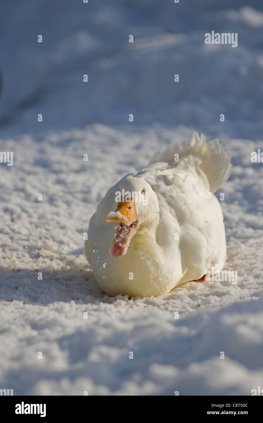 Laughing Duck Youtube