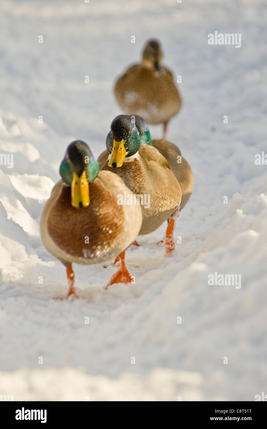 A waddling duck hi-res stock photography and images - Alamy