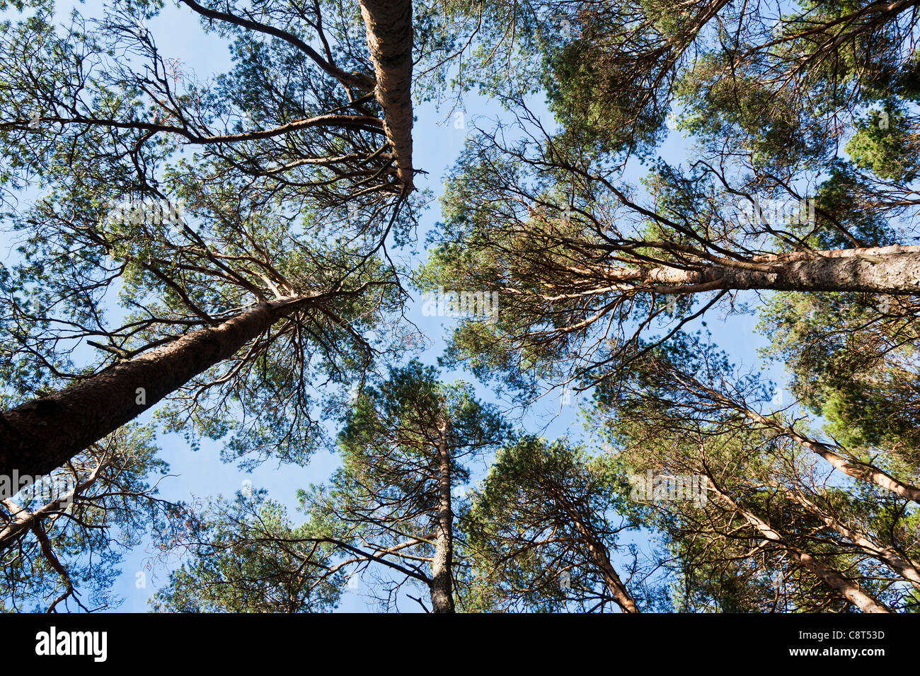 Looking up through the trees in a forest, Norway Stock Photo - Alamy