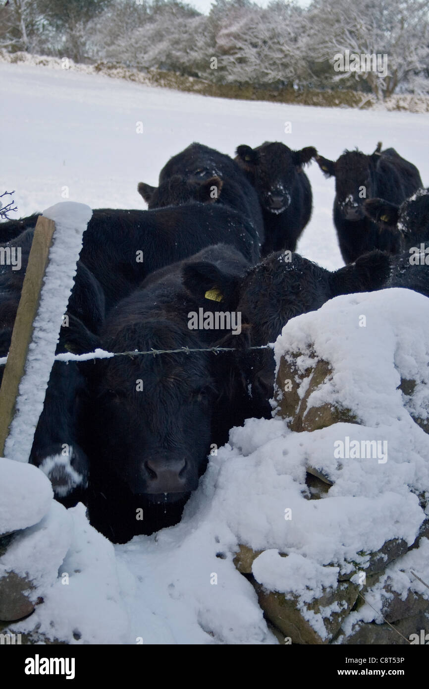 Cows in a snow covered farmers field in winter looking for food Stock ...