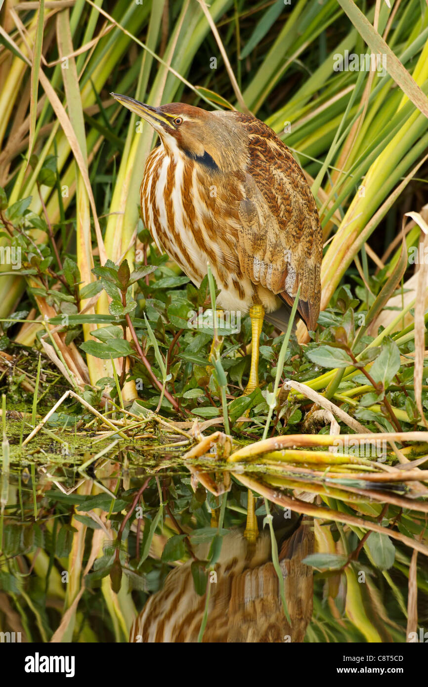 Edge of seasons hi-res stock photography and images - Alamy