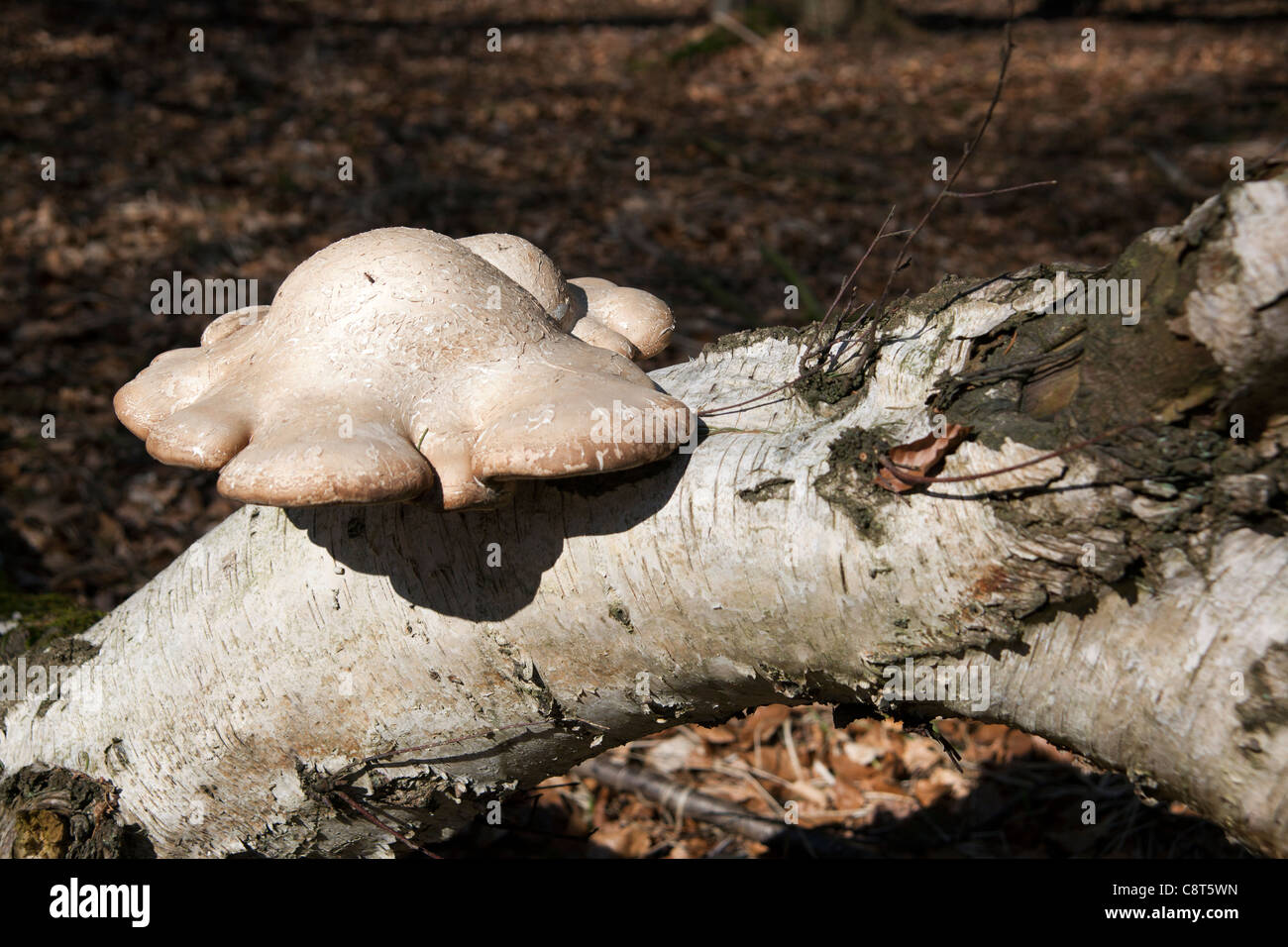 Piptoporus betulinus, or Birch Polypore Stock Photo - Alamy