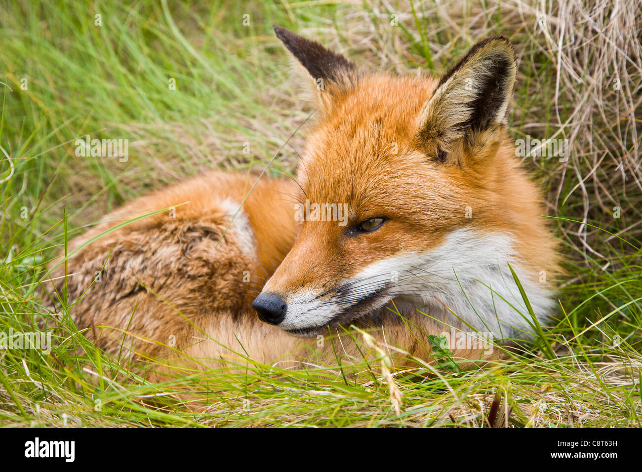 Red fox resting in long grass Stock Photo - Alamy