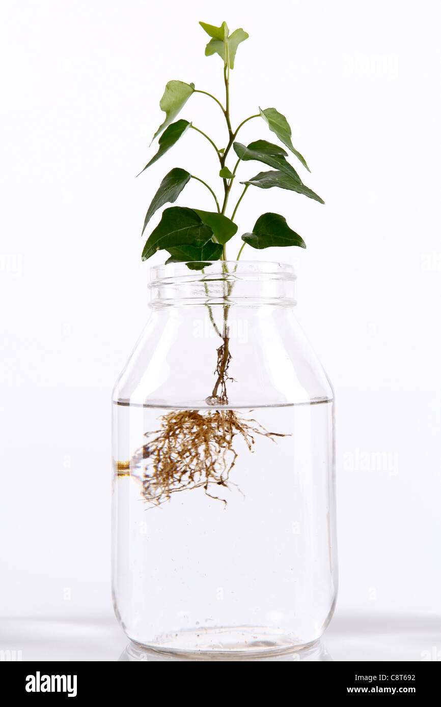 Plant And Jar With Water Stock Photo - Alamy