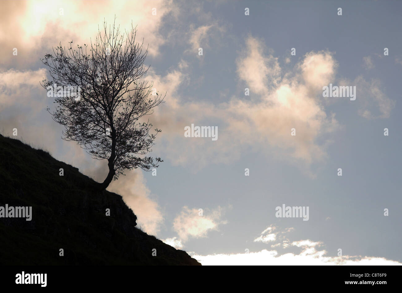 Lone tree on a hill above, silhouetted against the sky, Peak District ...