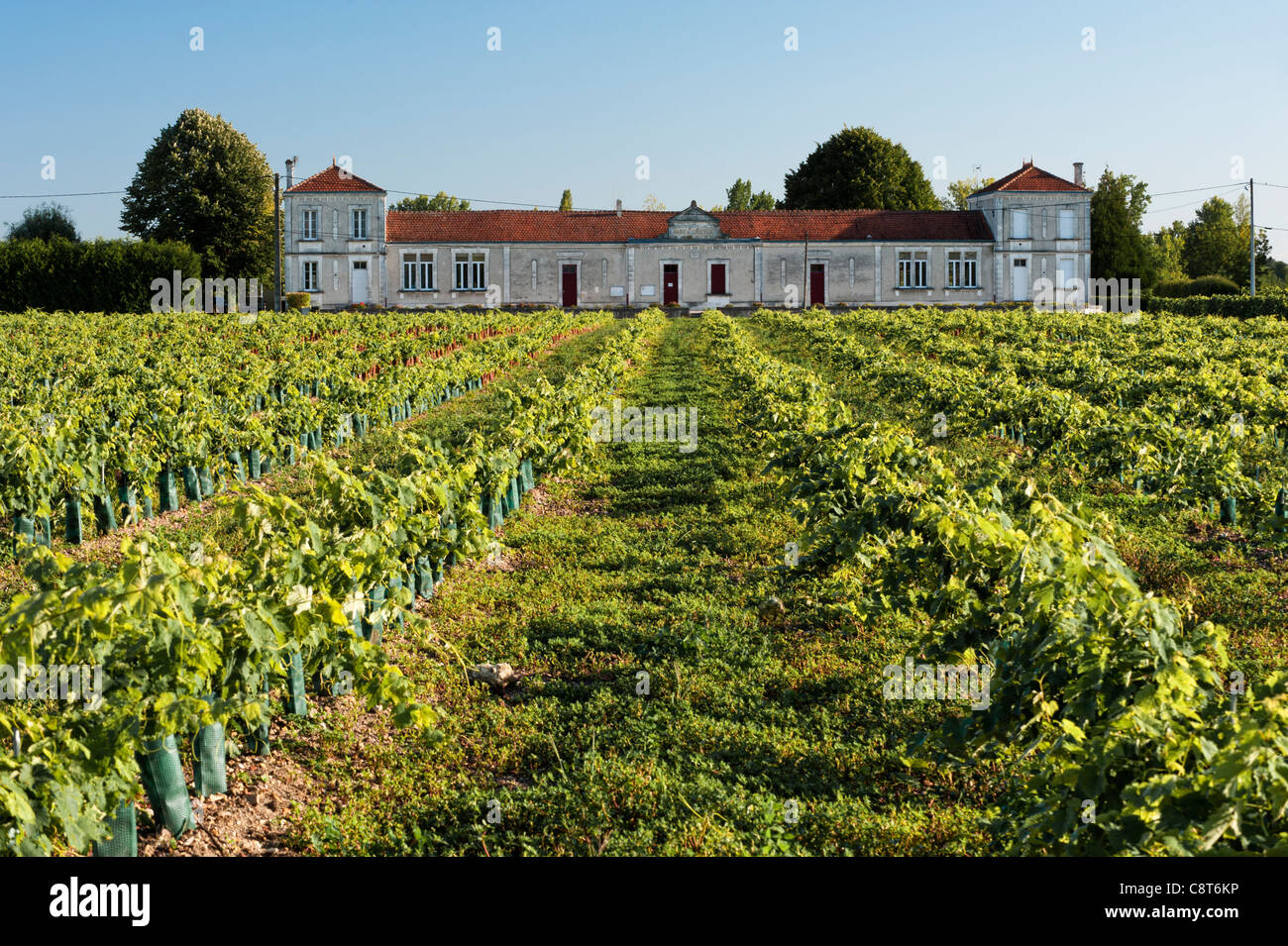 Ugni hi-res stock photography and images - Alamy