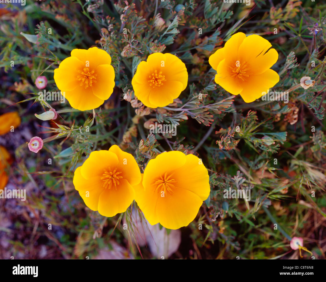 California poppy flower closeup hi-res stock photography and images - Alamy