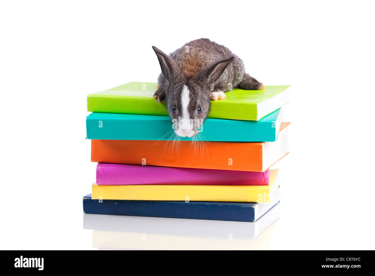 Rabbit over a stack of books (isolated on white Stock Photo - Alamy