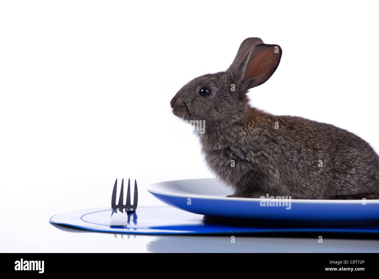 Rabbit inside a plate (isolated on white Stock Photo - Alamy