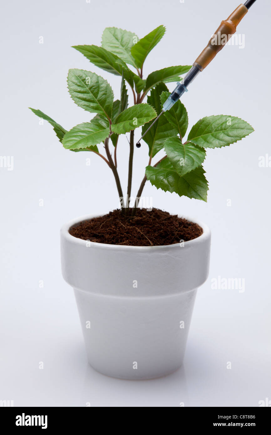 Pot Plant And Injection With White Background Stock Photo - Alamy