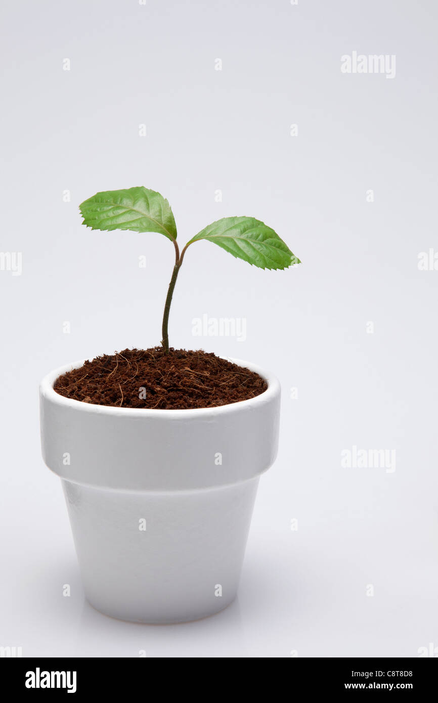 Plant white background hi-res stock photography and images - Alamy