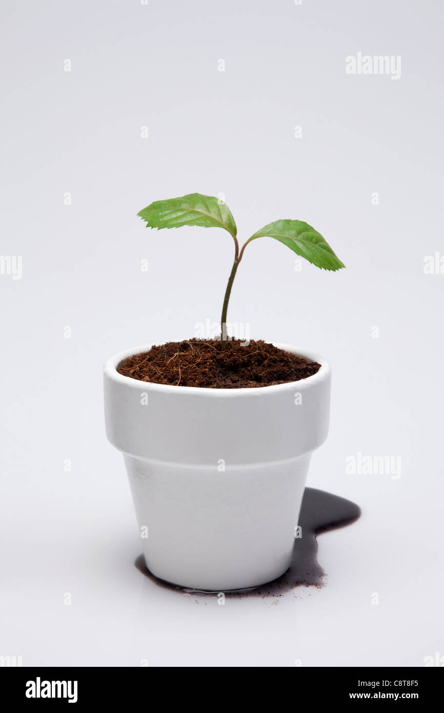 White Pot And Sapling With White Background Stock Photo - Alamy